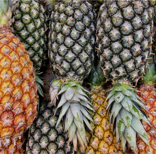 Ananás — Turiagro